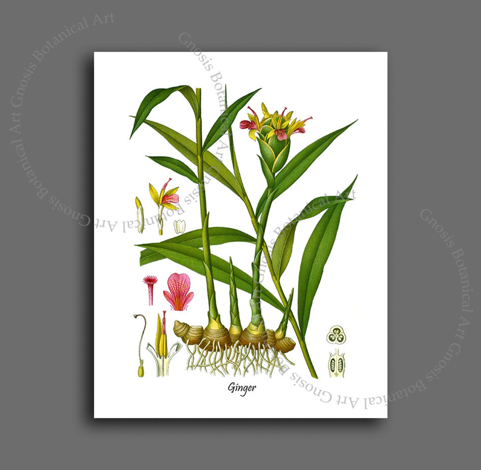 Ginger Root Art Print No. 12 Kitchen Wall Art Asian Culinary - Etsy