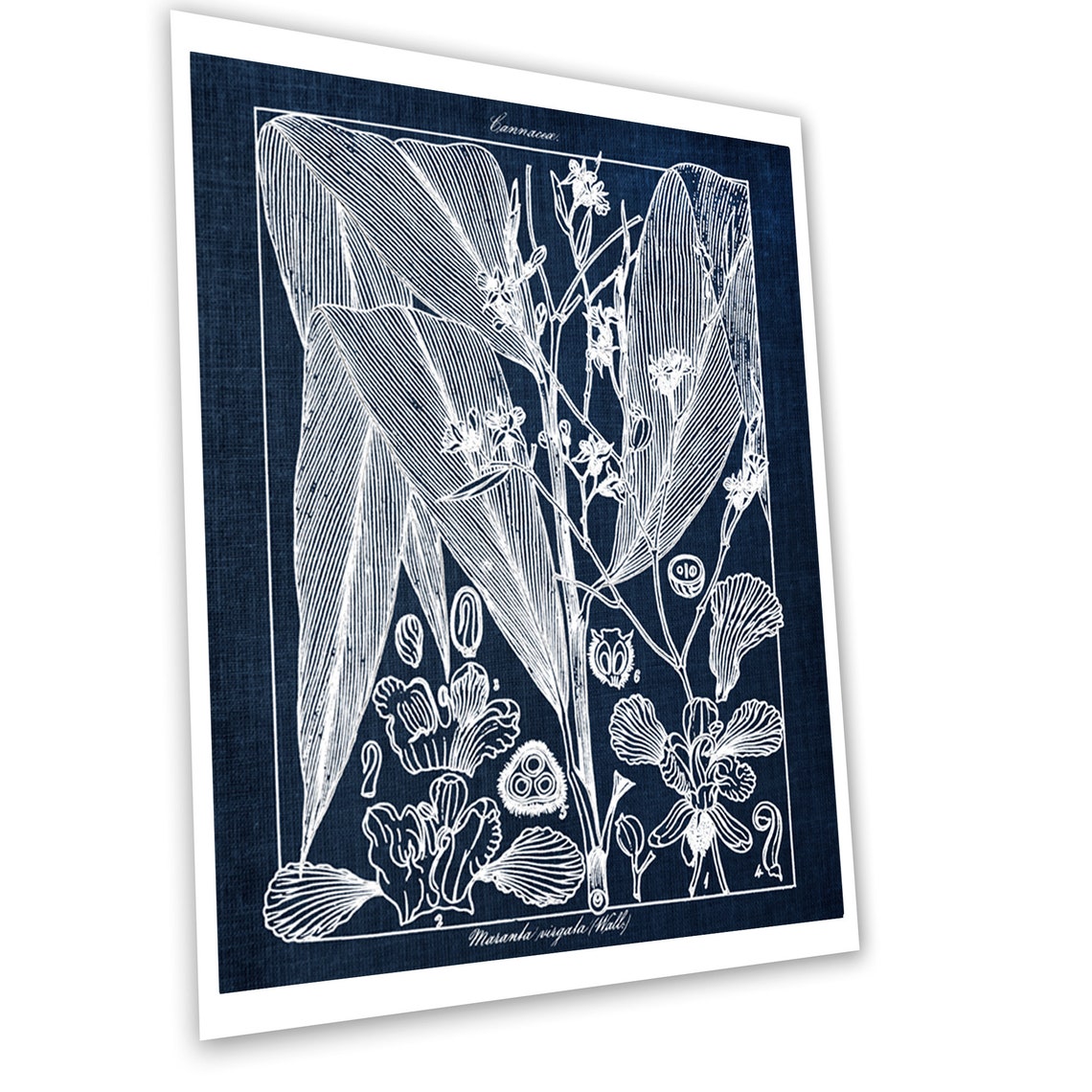 Botany Line Drawing Navy Blue Wall Decor Set of 6 Unframed Art Prints ...