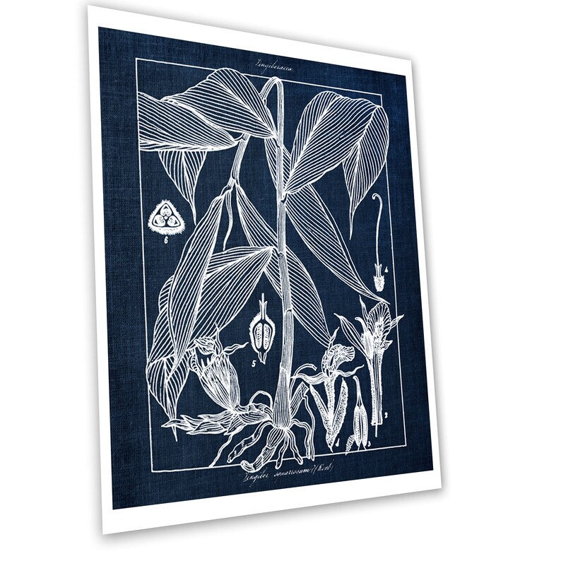 Botany Line Drawing Navy Blue Wall Decor Set of 6 Unframed Art Prints ...