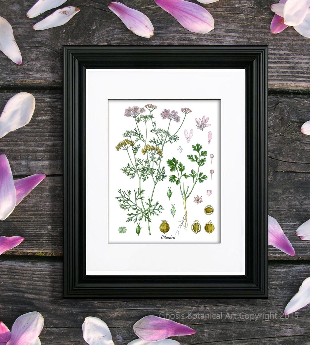 Cilantro Herb Art Print No. 4 Kitchen Wall Art Culinary Herb Kitchen ...