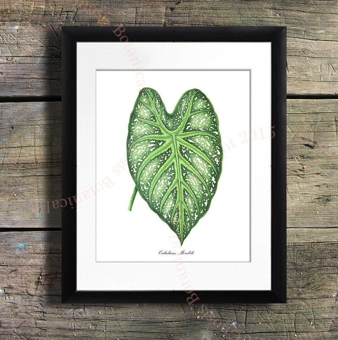 Caladium Mirabile Print, Tropical Leaf Botanical Art - Etsy