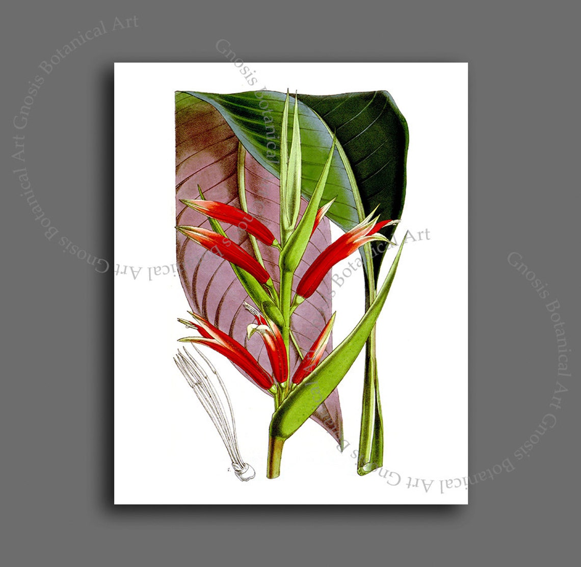 Exotic Tropical Flower Tropical Botanical Art Print | Etsy