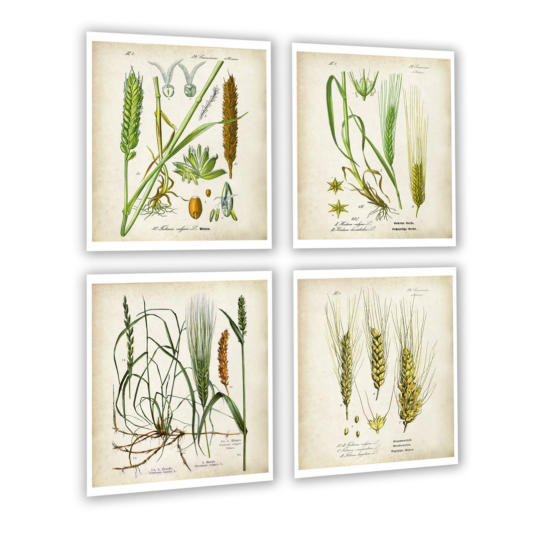 Wheat Botanical Art Prints, Vintage Farmhouse Decor, Set of 4 - Etsy