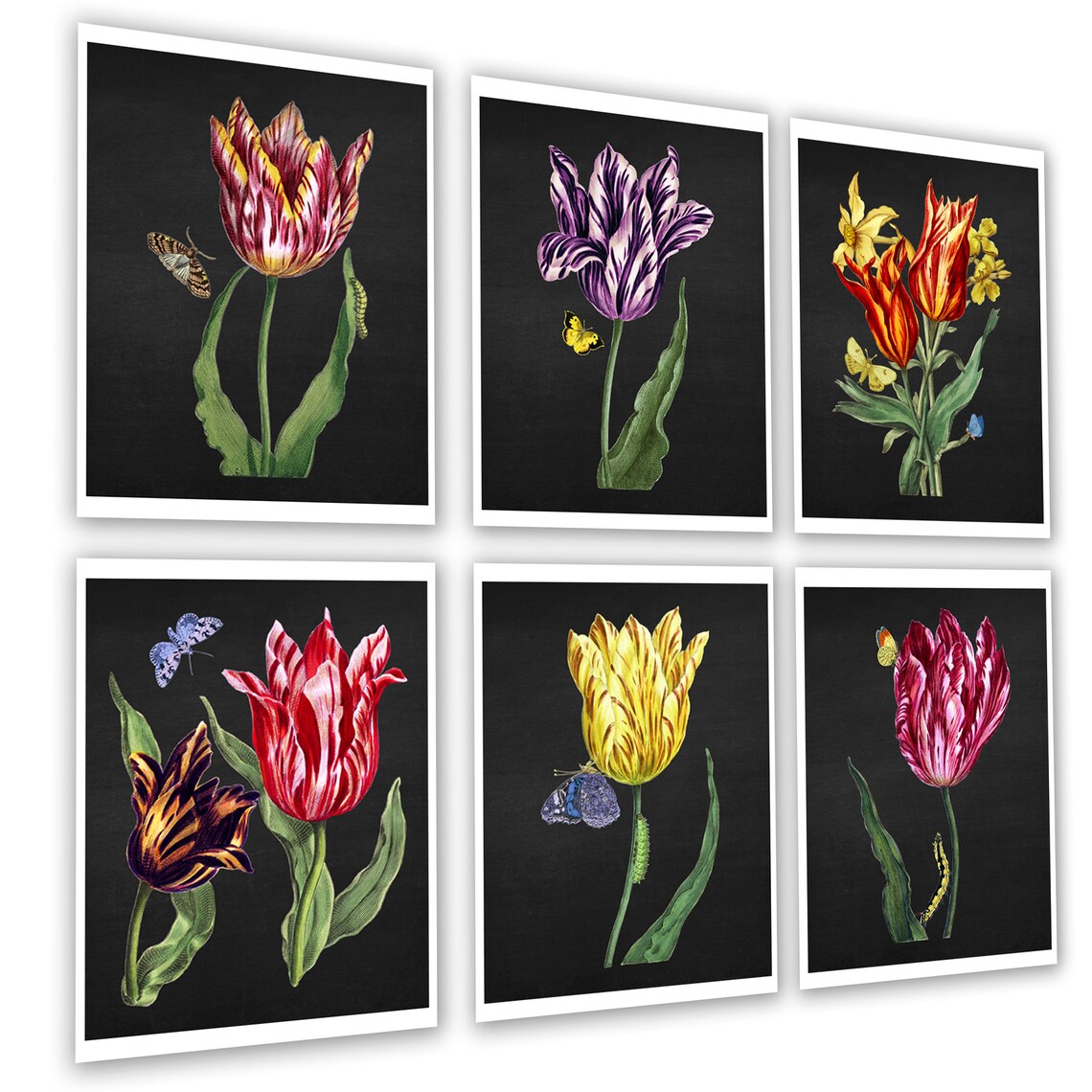 Tulips Botanical Prints Set of 6 Unframed Spring Wall Decor - Etsy