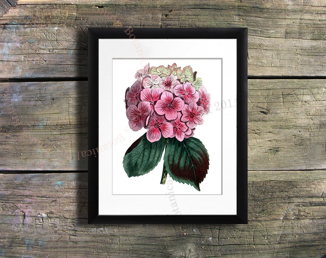 Pink Hydrangea Painting Art Print #1 Botanical Wall Decor Art 8x10 ...
