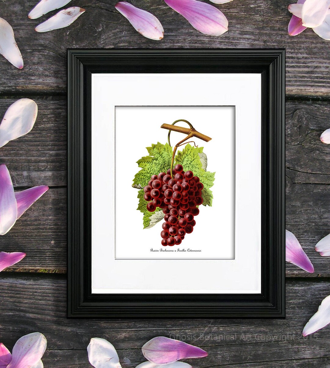 Grapes Art Print No. 3, Unframed Kitchen Decor, French Fruits Botanical ...