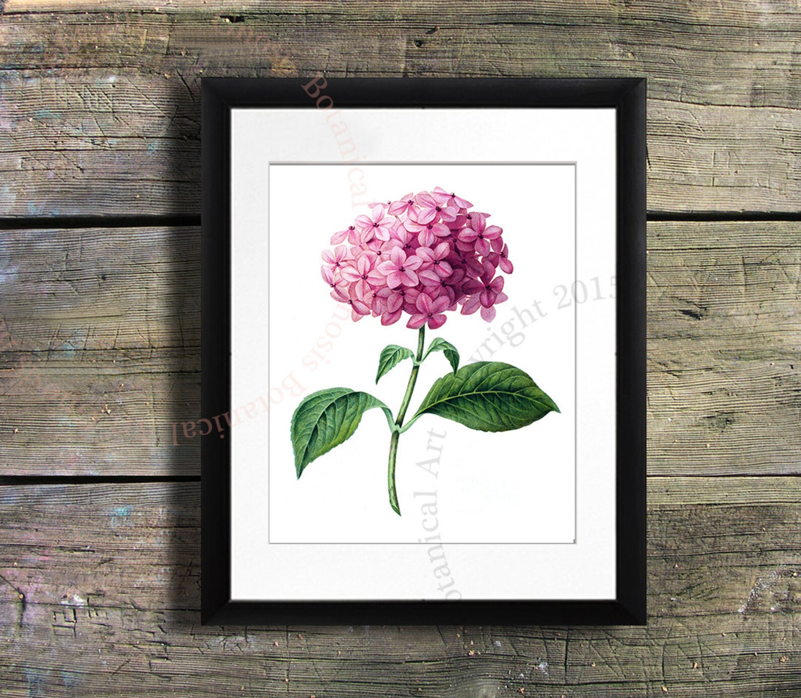 Pink Hydrangea Botanical Art Print, Antique Style Reproduction (8x10 ...