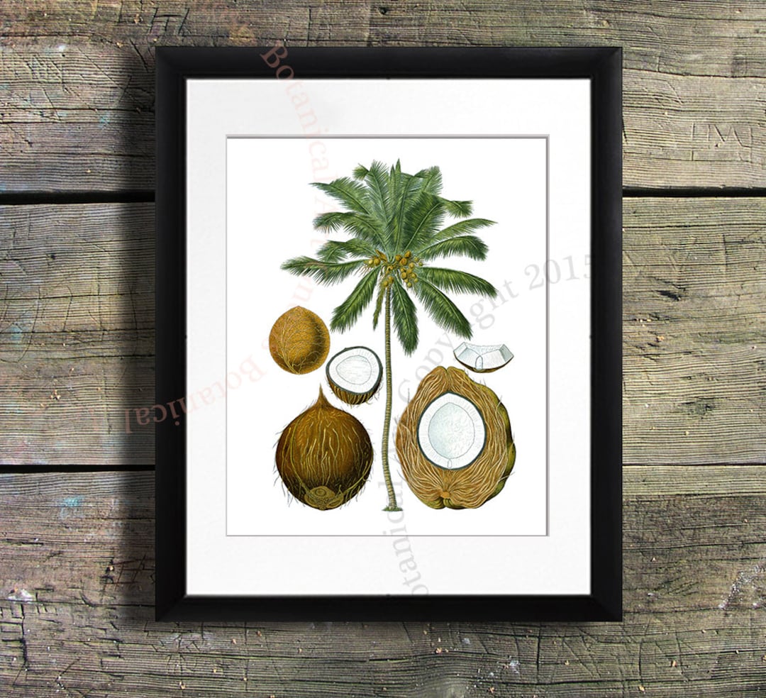 Coconut Tree Wall Art, Botanical Print, Tropical Fruit Art Decor ...