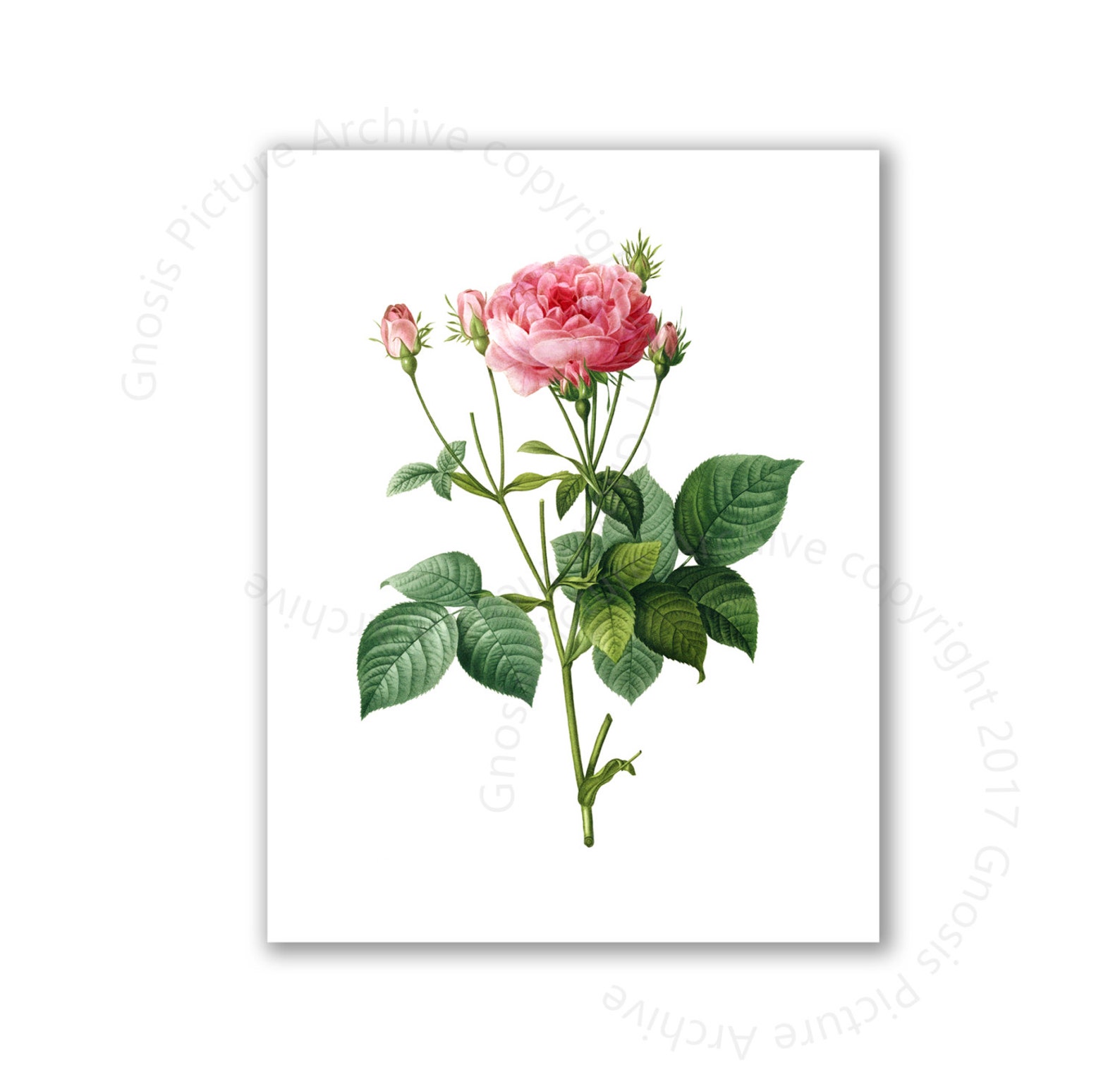 Redoute Rose Print no. 6 unframed Pink Rose art Single Rose | Etsy