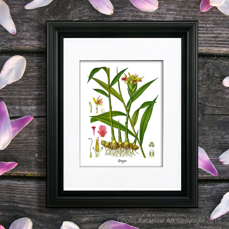 Root Art - Etsy