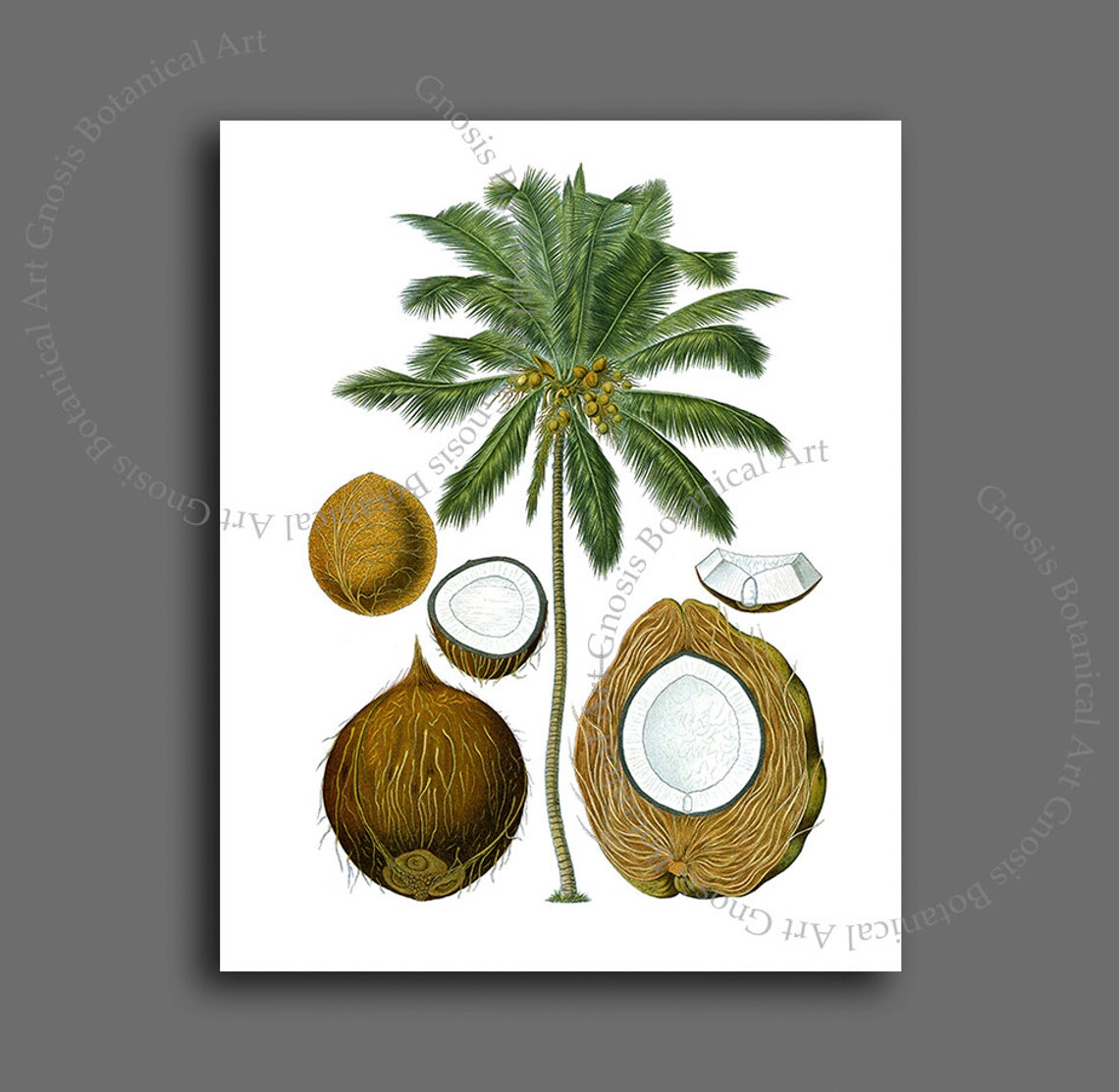 Coconut Tree Wall Art Botanical Print Tropical Fruit Art | Etsy
