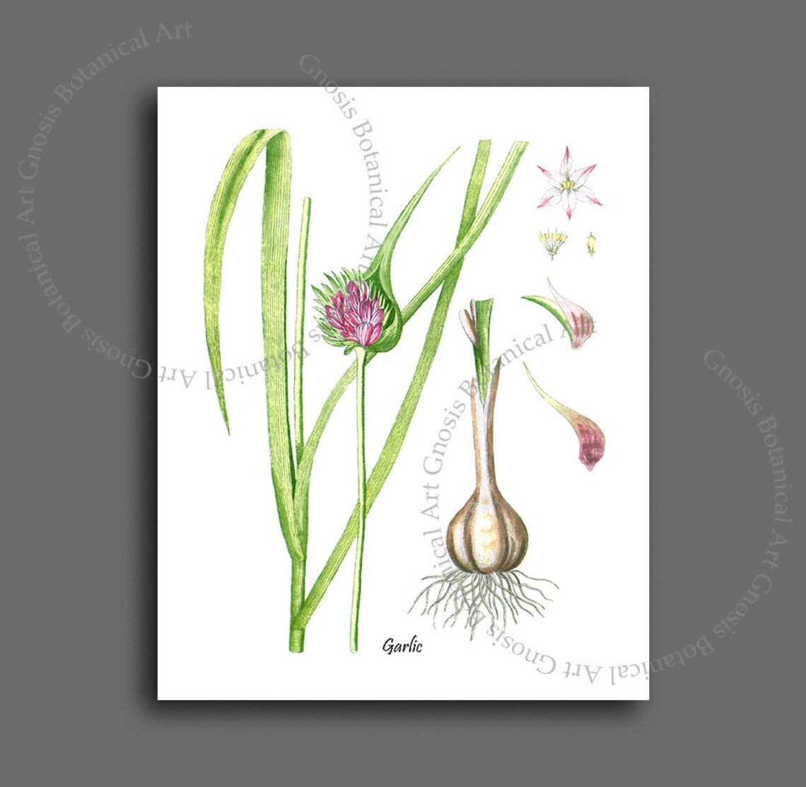 Garlic Herb Art Print No. 8 Kitchen Herb Prints Watercolor | Etsy