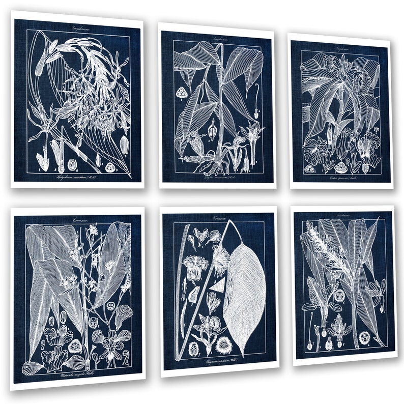 Botany Line Drawing Navy Blue Wall Decor Set of 6 Unframed Art Prints ...