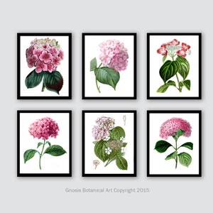 Pink Floral Wall Art Hydrangea Botanical Print Set of 6 Unframed Prints ...