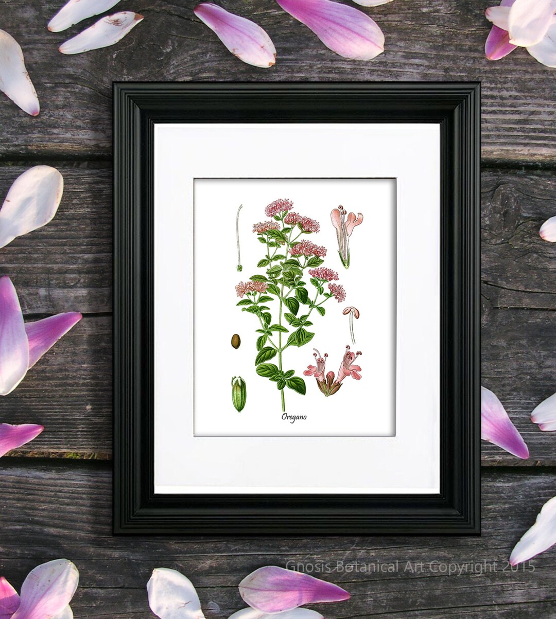 Vintage Oregano Herb Botanical Art Print, Kitchen Wall Decor - Etsy