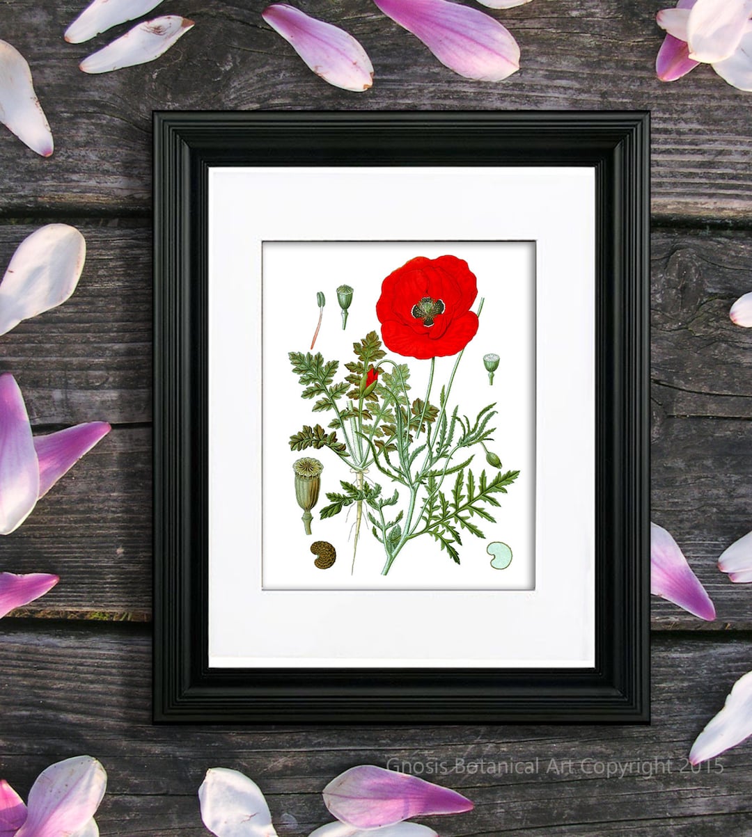 Botanical Art Print Red Poppy Wall Art Print #3 , Red Flower Wall Art ...