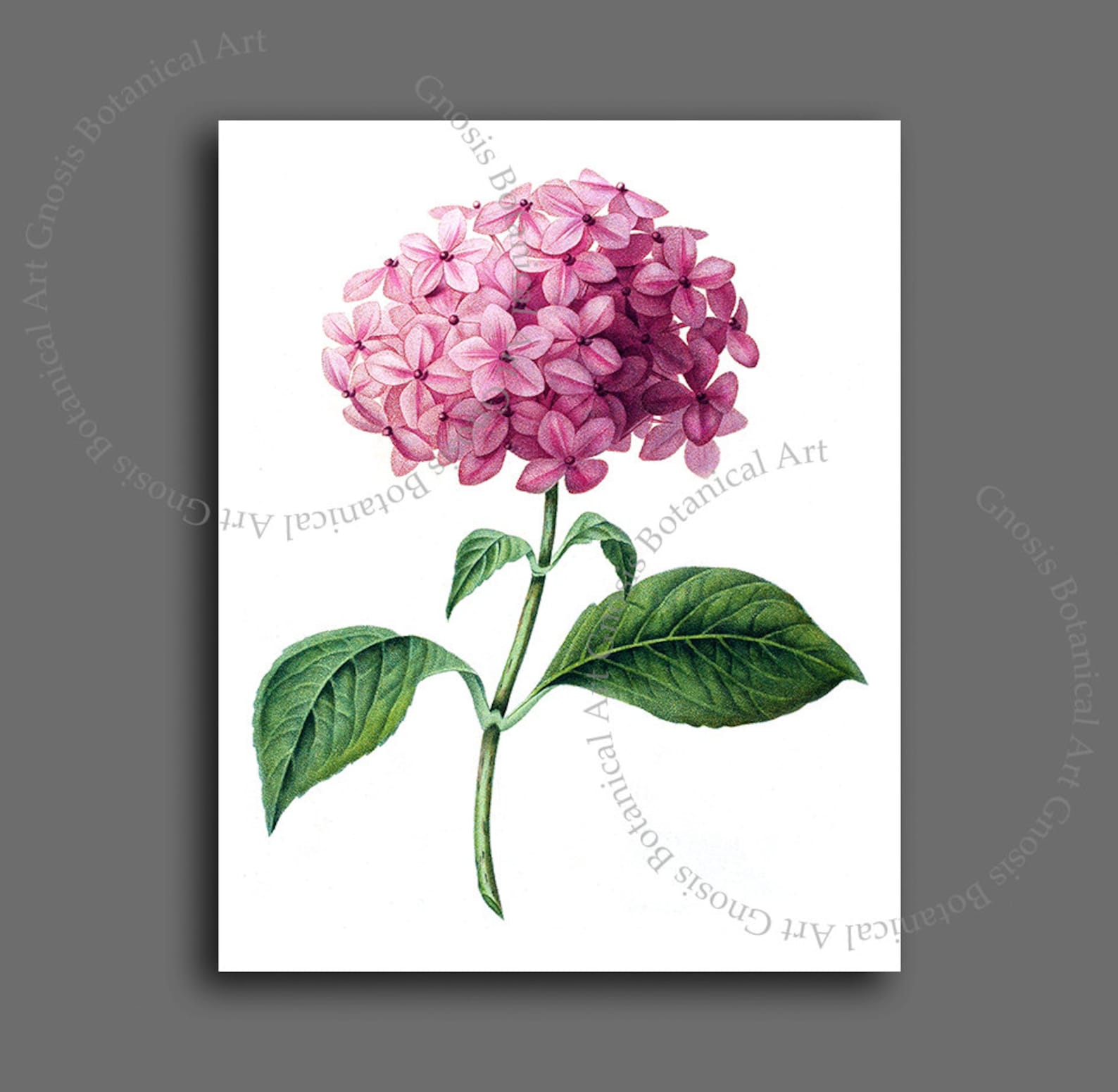 Pink Hydrangea Botanical Art Print, Antique Style Reproduction (8x10 ...