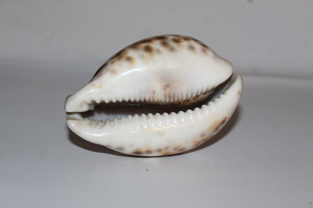 Lucky Shell Cypraeid Tigris Natural Seashell 3.75 Long - Etsy