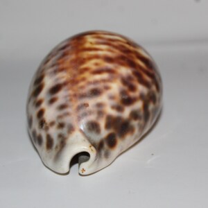 Lucky Shell Cypraeid Tigris Natural Seashell 3.75 Long - Etsy