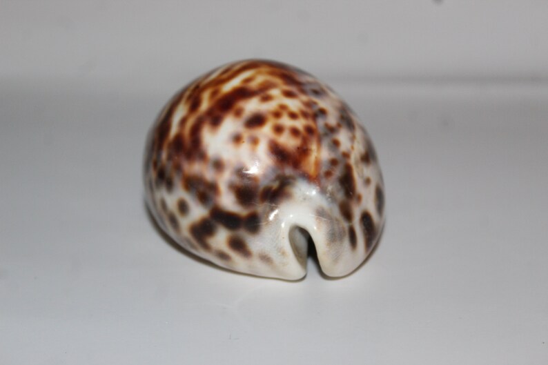Lucky Shell Cypraeid Tigris Natural Seashell 3.75 Long - Etsy