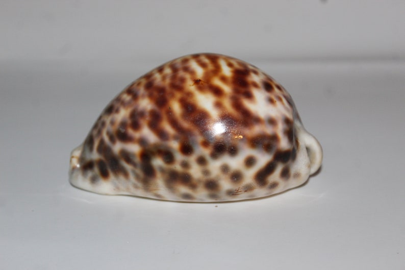 Lucky Shell Cypraeid Tigris Natural Seashell 3.75 Long - Etsy