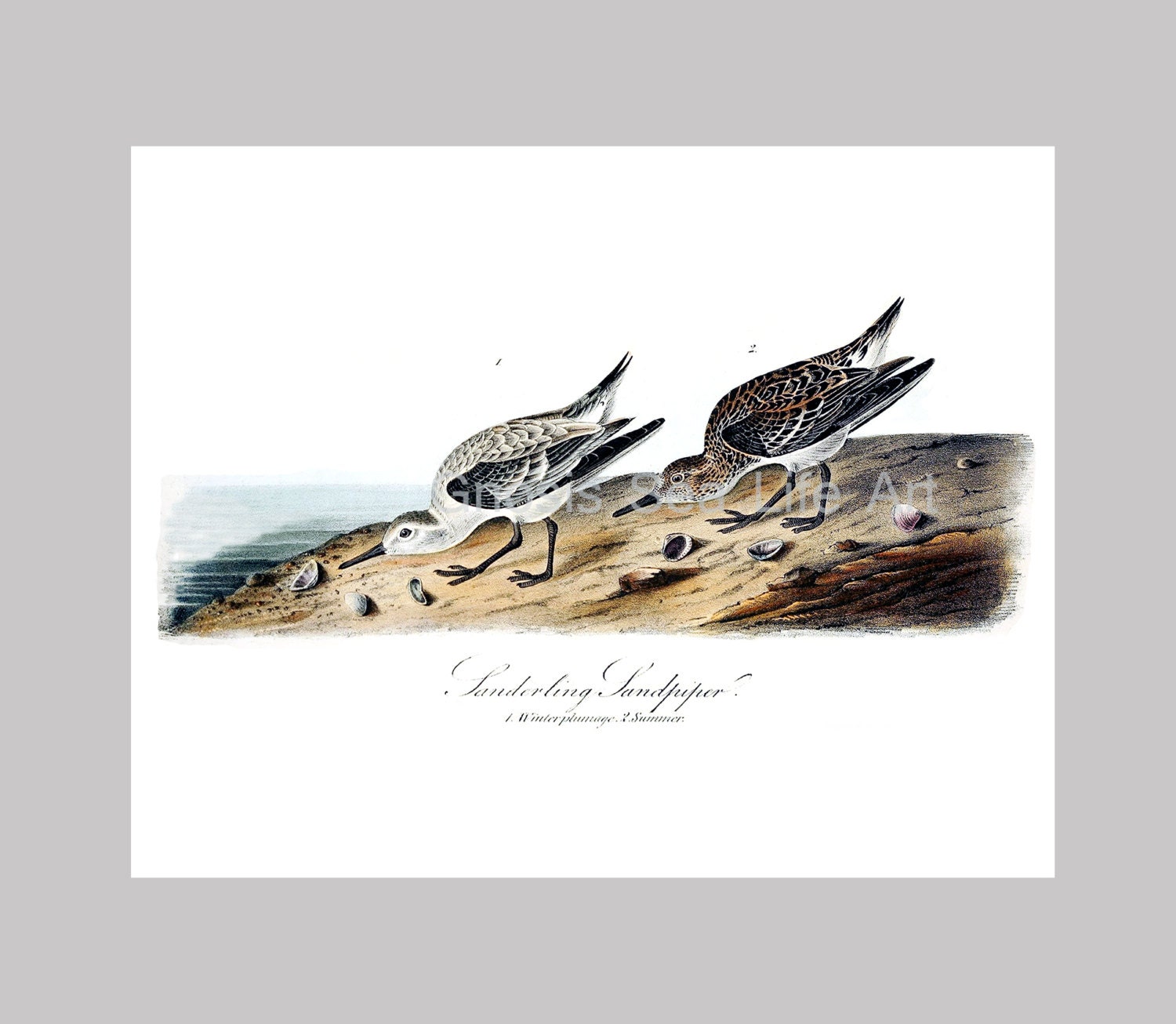 Seaside Wall Art Decor Sea Birds Set of 12, Beach Bedroom Decor ...