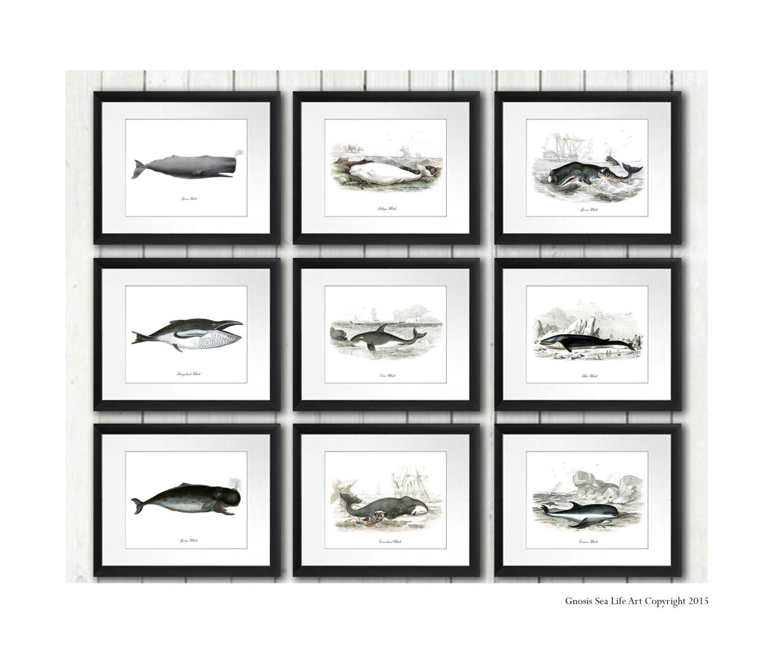 Nautical Art Print Whale Art Print Set of 9 Whale Art Whale | Etsy