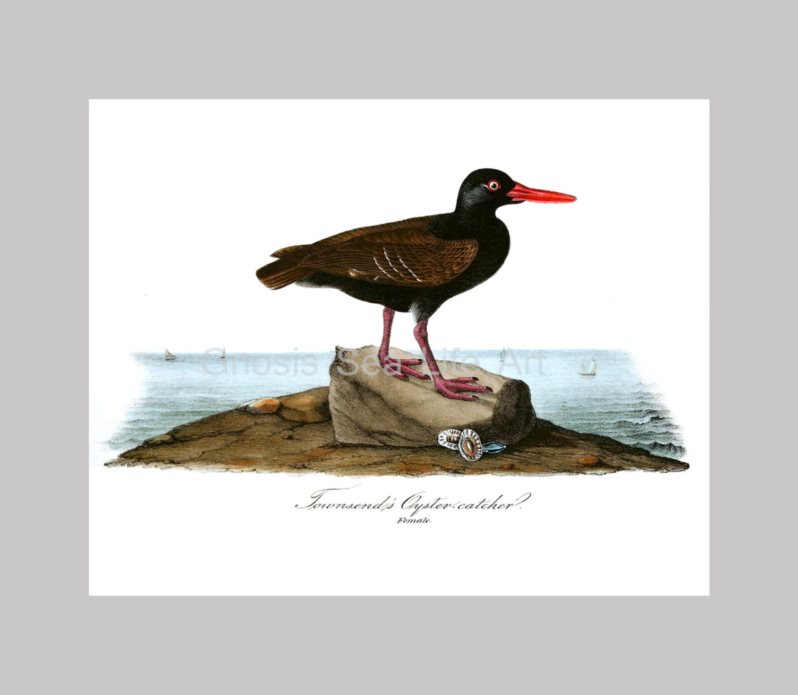 Seaside Wall Art Decor Sea Birds Set of 12, Beach Bedroom Decor ...