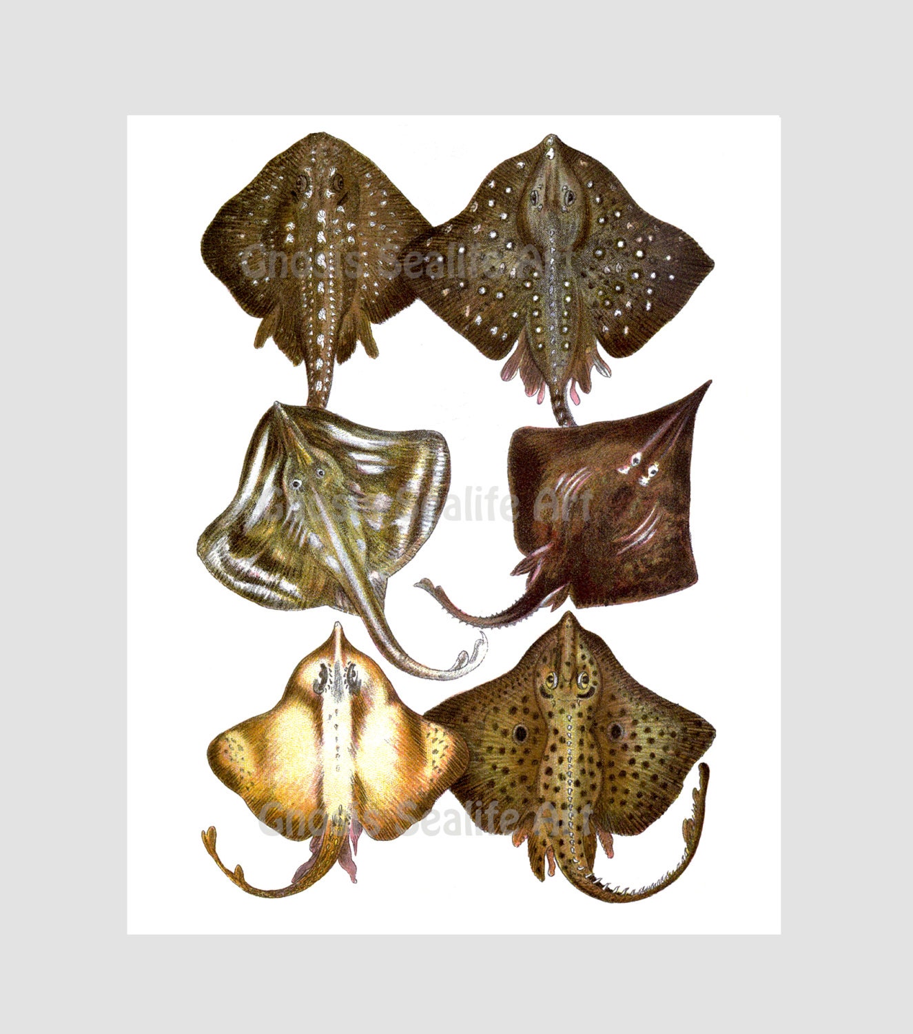 Stingray Art Print Set of 4 Sealife Art Prints Ocean Life | Etsy