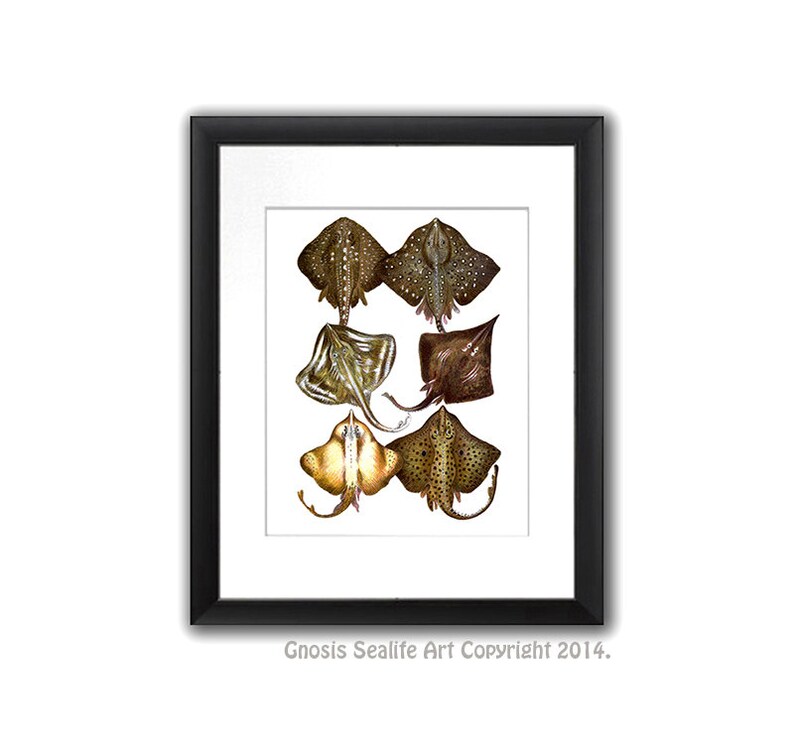 Coastal Decor Wall Art Stingray Sealife Art Prints Set of - Etsy