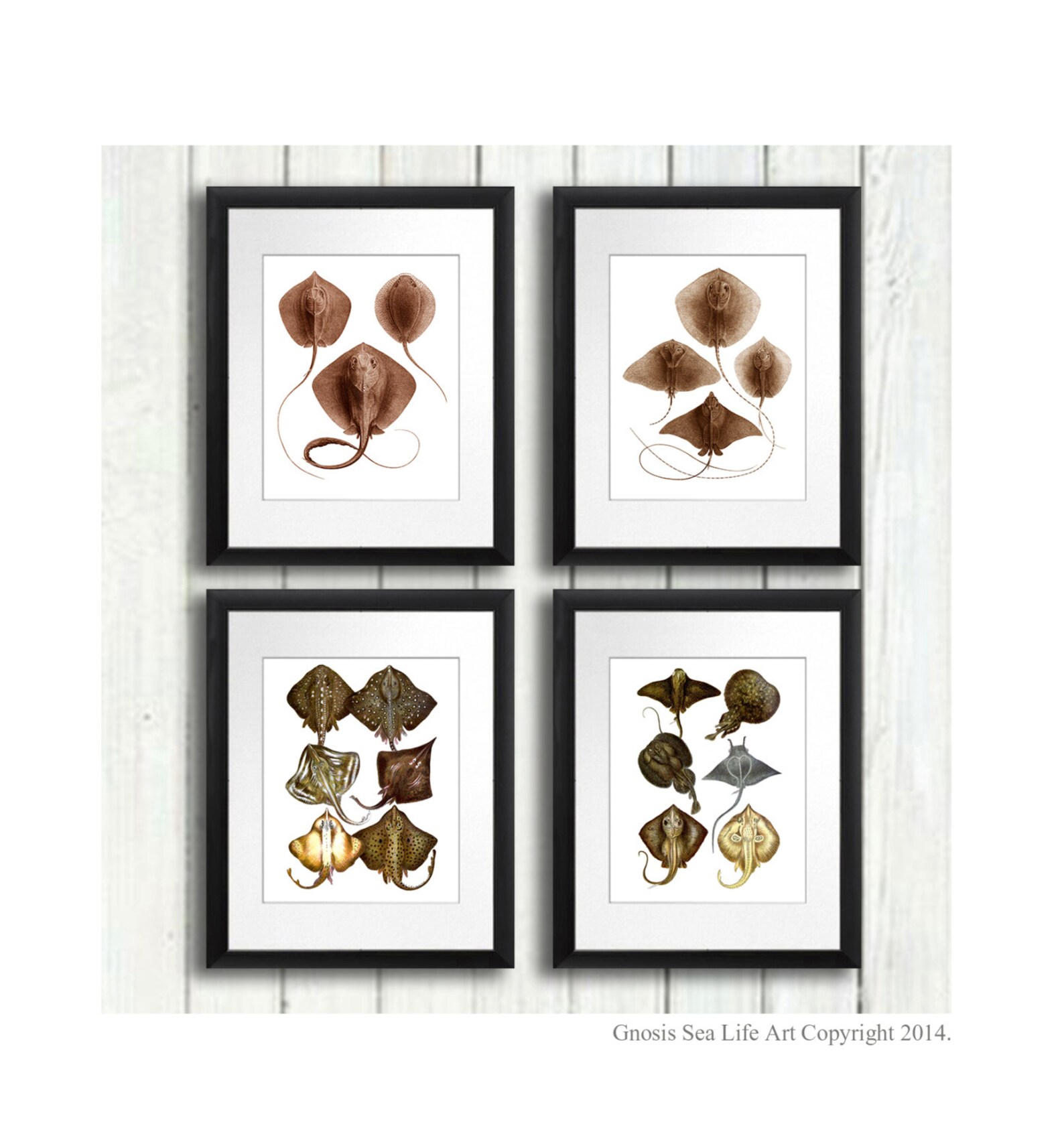 Stingray Art Print Set of 4 Sealife Art Prints Ocean Life - Etsy