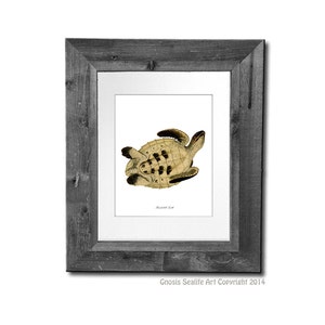 Coastal Decor Sea Turtle Art Print No.3 Hawksbill Turtle Beach Art ...