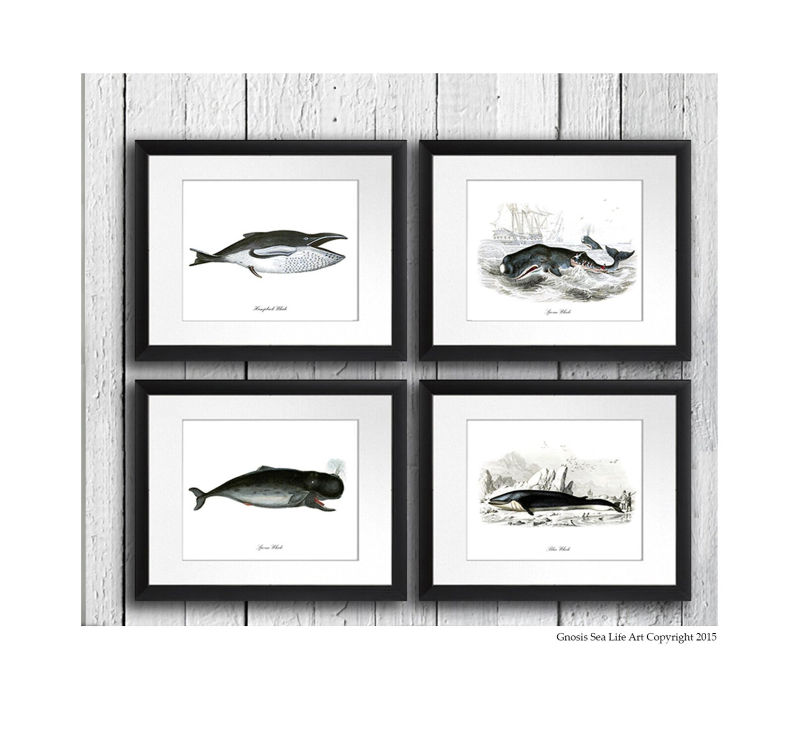 Whale Prints Set of 4 Whale Posters. Vintage Whaling Art. Boys - Etsy