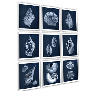 Sea Shell Art Prints Coastal Decor, Beach Decor, Navy Blue Seashells a ...