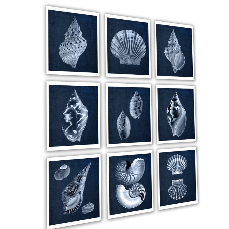 Sea Shell Art Prints Coastal Decor Beach Decor Navy Blue - Etsy
