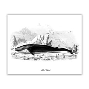 Whale Prints Set of 4 Whale Posters. Vintage Whaling Art. Boys Room Art ...