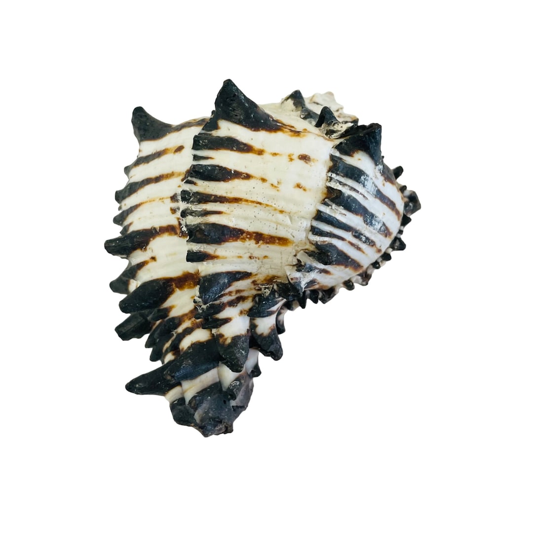 Spiky Tiger Conch Shell Beach Decor Aquarium Addition Unique Seashell 3 ...