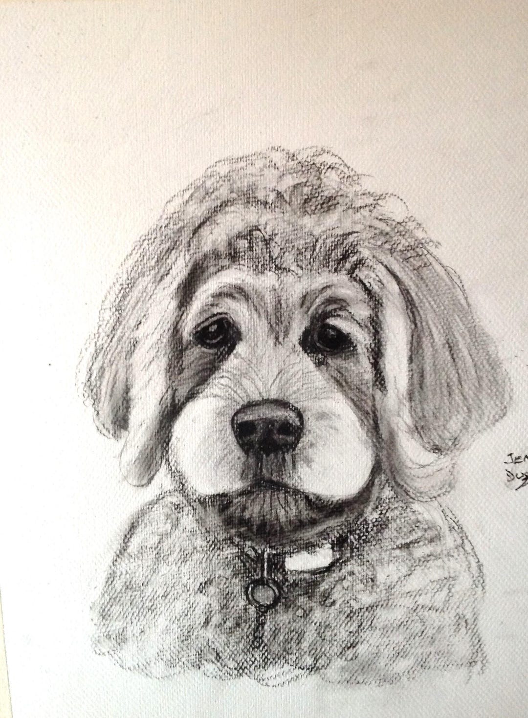 Original Charcoal Drawing of a Labradoodle - Etsy