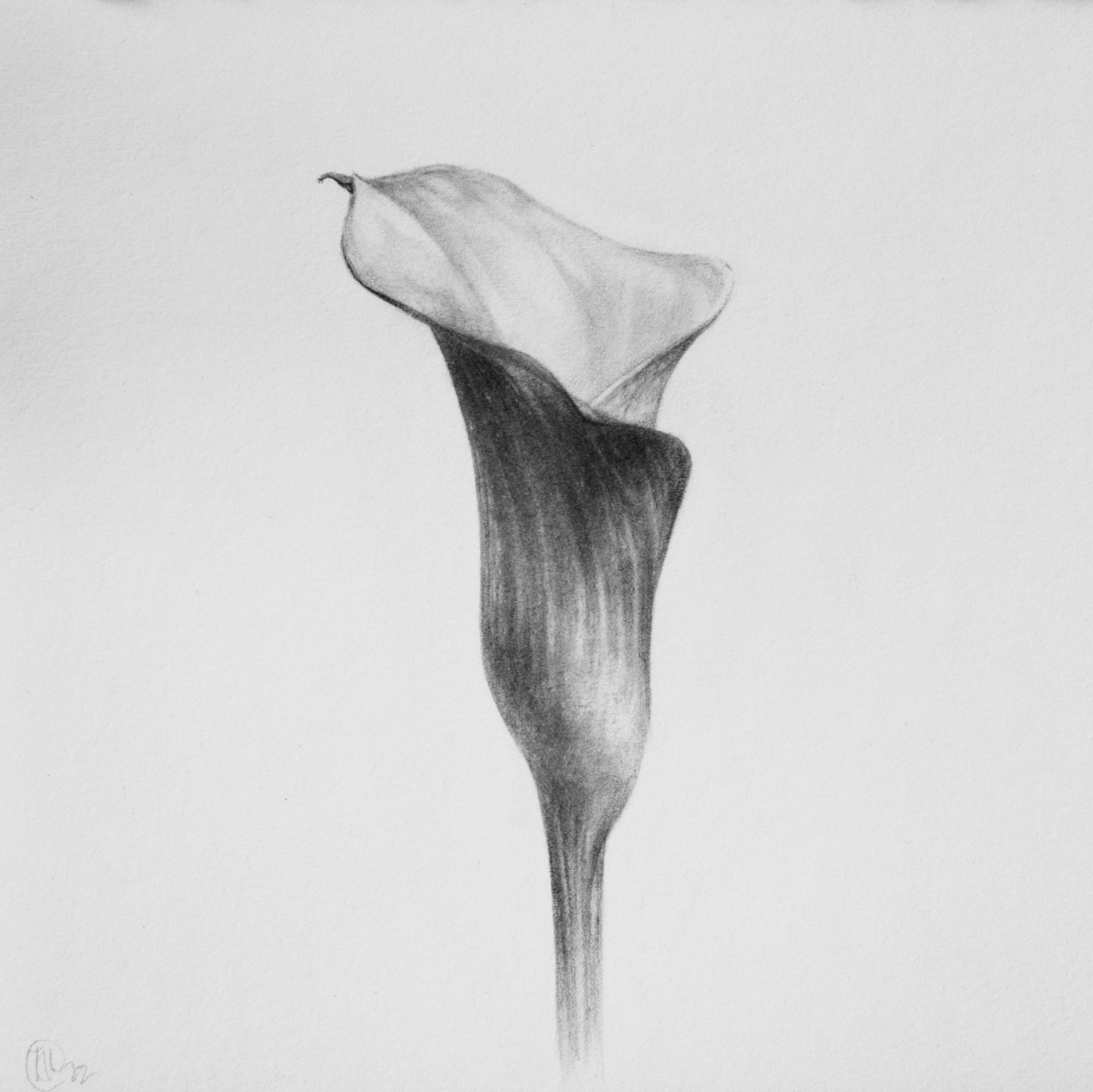 Calla Lily Flower Pencil Drawing
