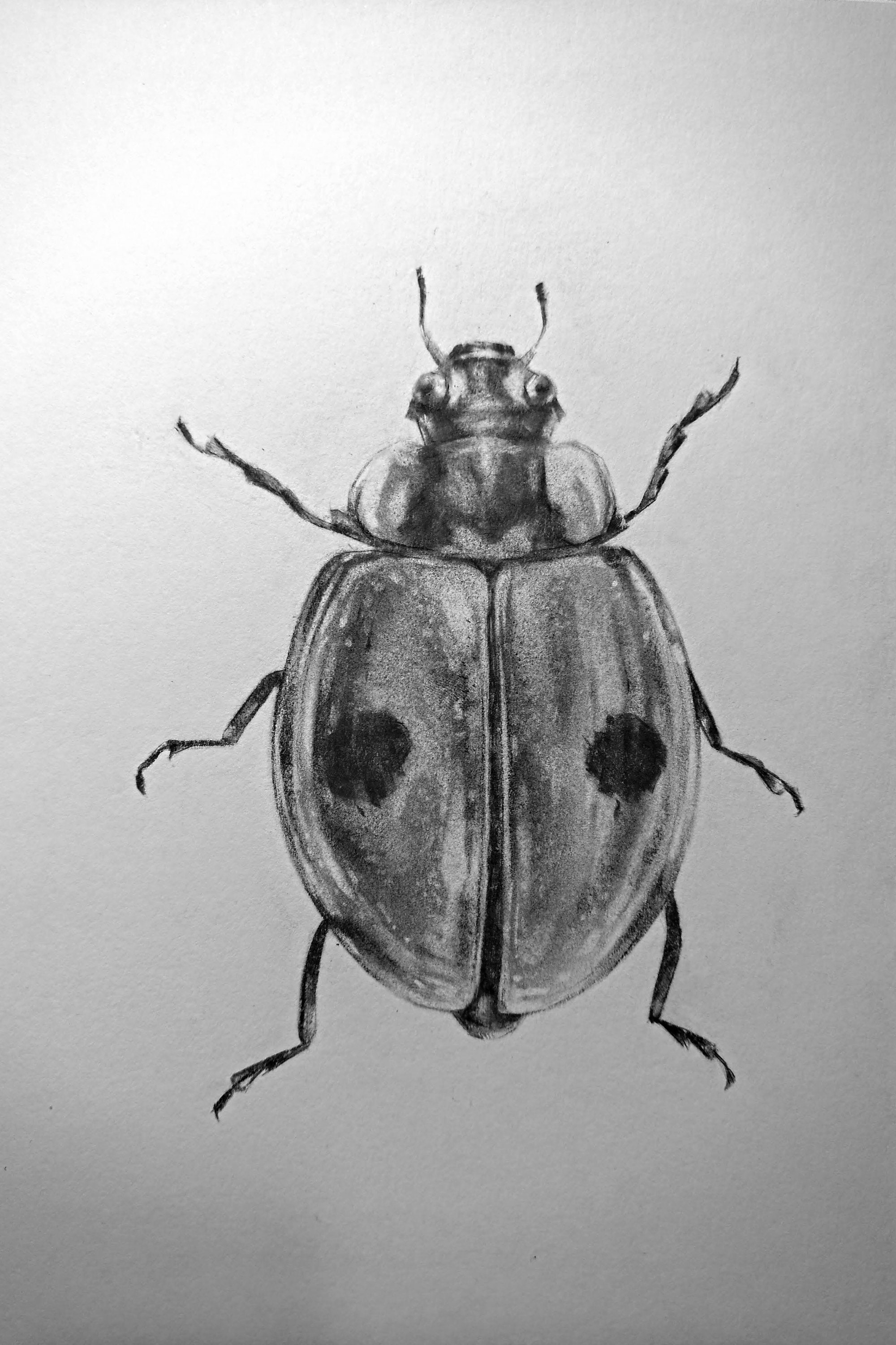 2 Spot Ladybird - A5- Original Graphite Drawing (not a Print) - Etsy