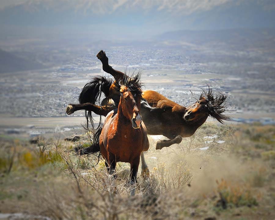 Wild Horse Photography Wild Stallions Wild Horse Fight Ninja Mustangs ...