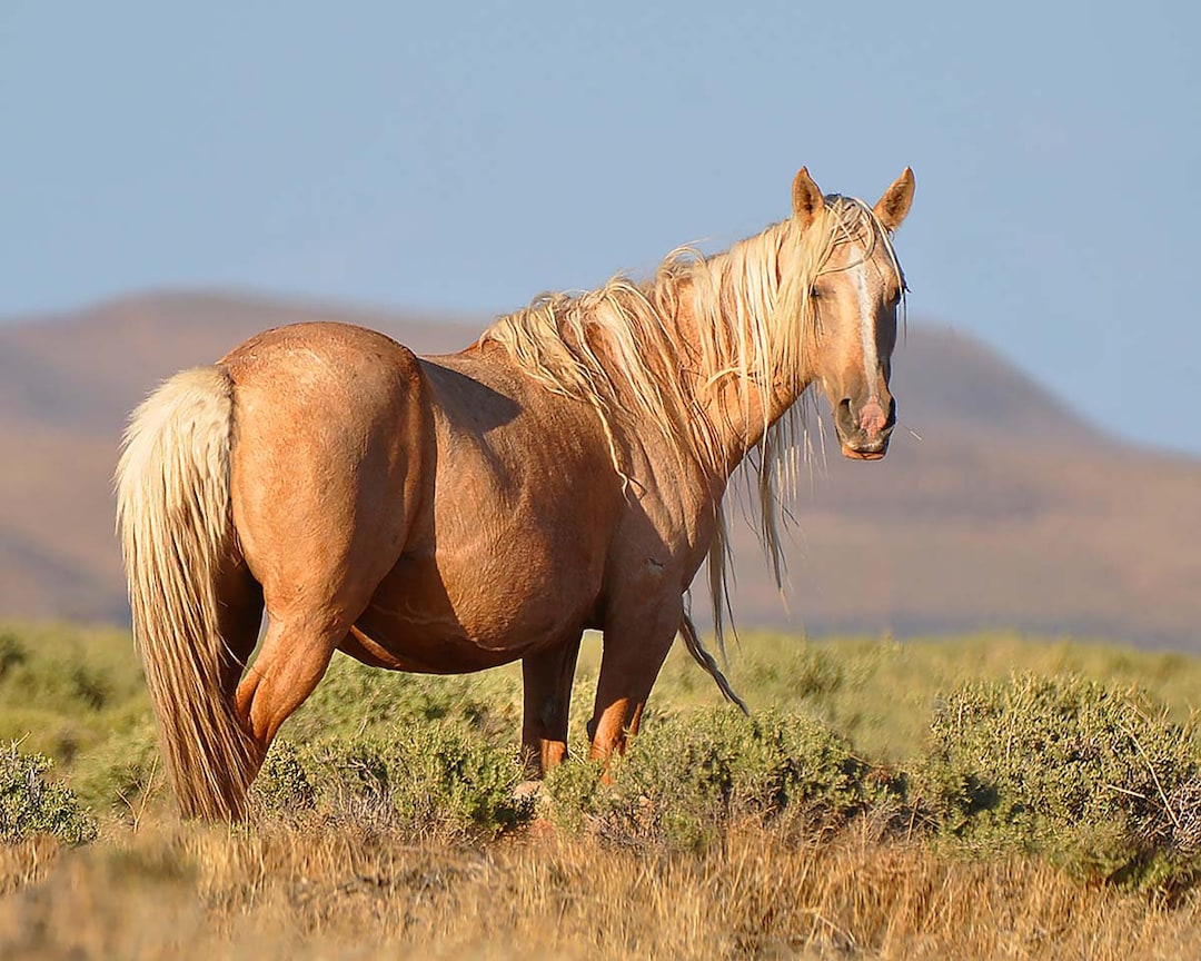 Wild Mustang, Nevada Wild Mustang, Wild Horse Print - Etsy