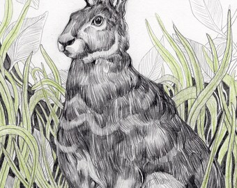 Hare drawing | Etsy