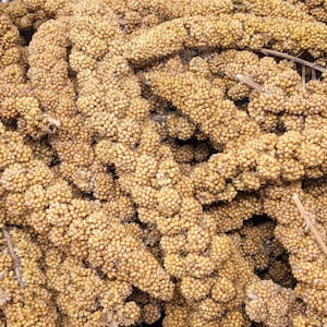 Handpicked Golden Spray Millet for Birds, Parrots, Songbirds, Parakeets ...