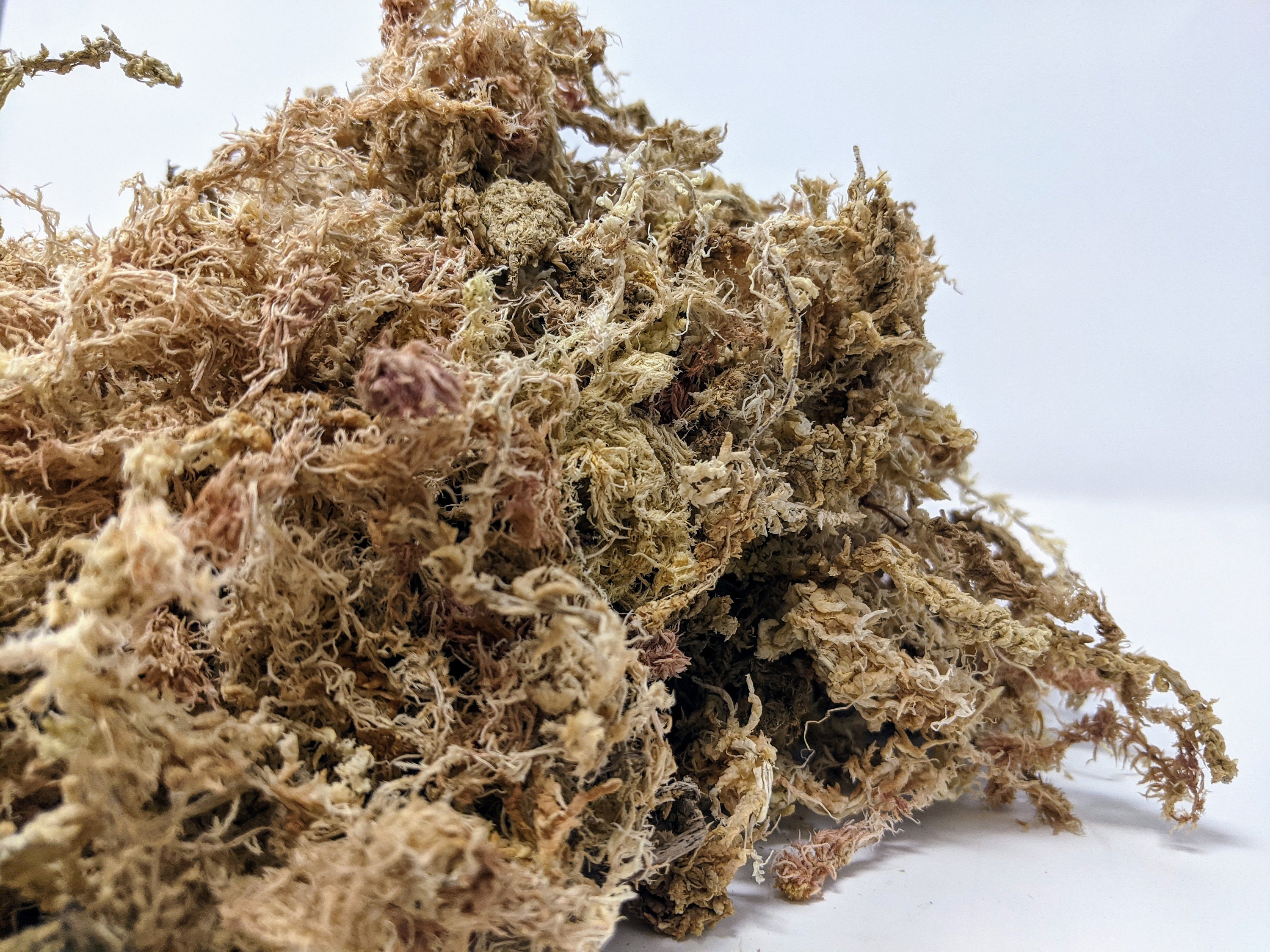 1 2 Gallon Long Fiber New Zealand Sphagnum Moss 2.5oz 70 Grams Etsy