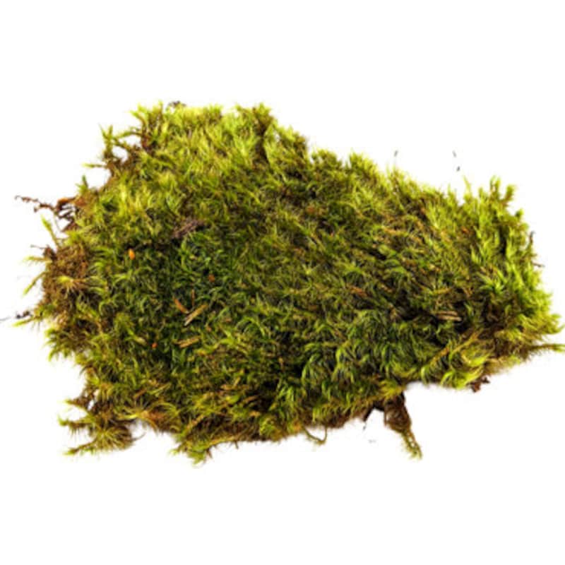 Live Moss Terrarium - Etsy