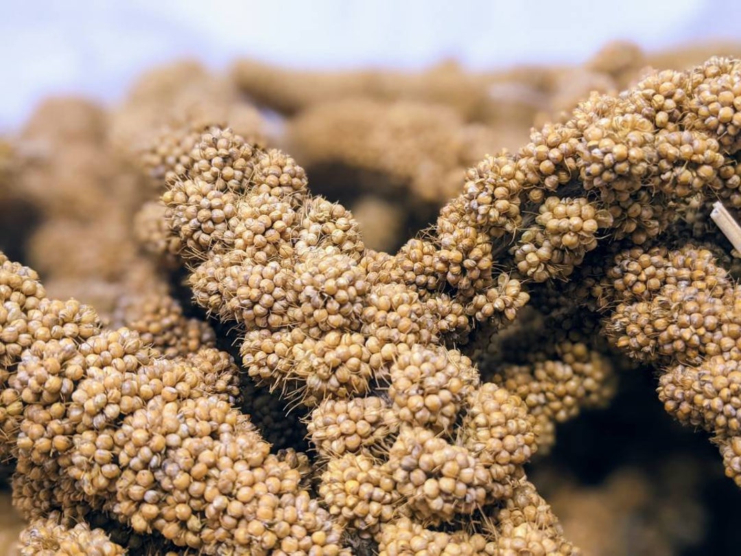 Handpicked Golden Spray Millet for Birds, Parrots, Songbirds, Parakeets ...