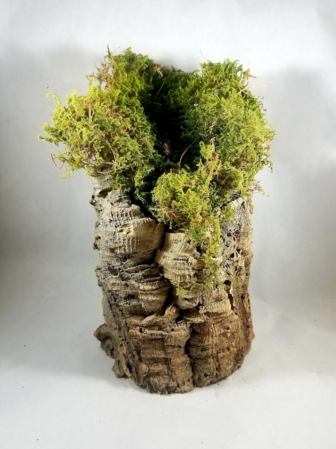Cork Round Moss Decor Centerpiece Home, Wedding, and Business Display ...