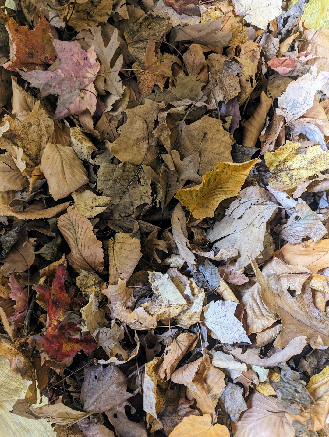 Northeast Hardwood Forest Blend Leaf Litter 2023 Harvest 4 Quarts - Etsy