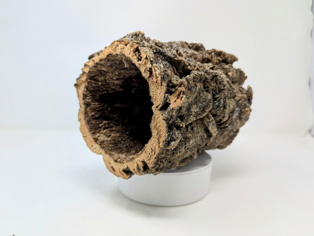 Cork Rounds by Size - for Orchids, Airplants, Reptiles, and Terrariums - Etsy